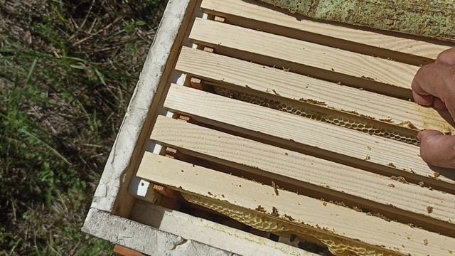 Проверка улья в лесу. Может ещё поработают?) Пчеловодство!