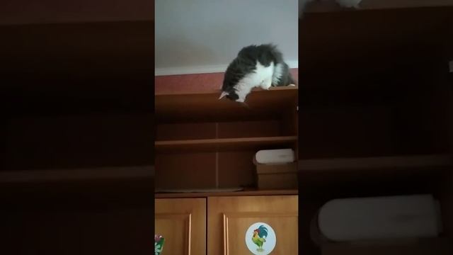 Любопытный Гоша!