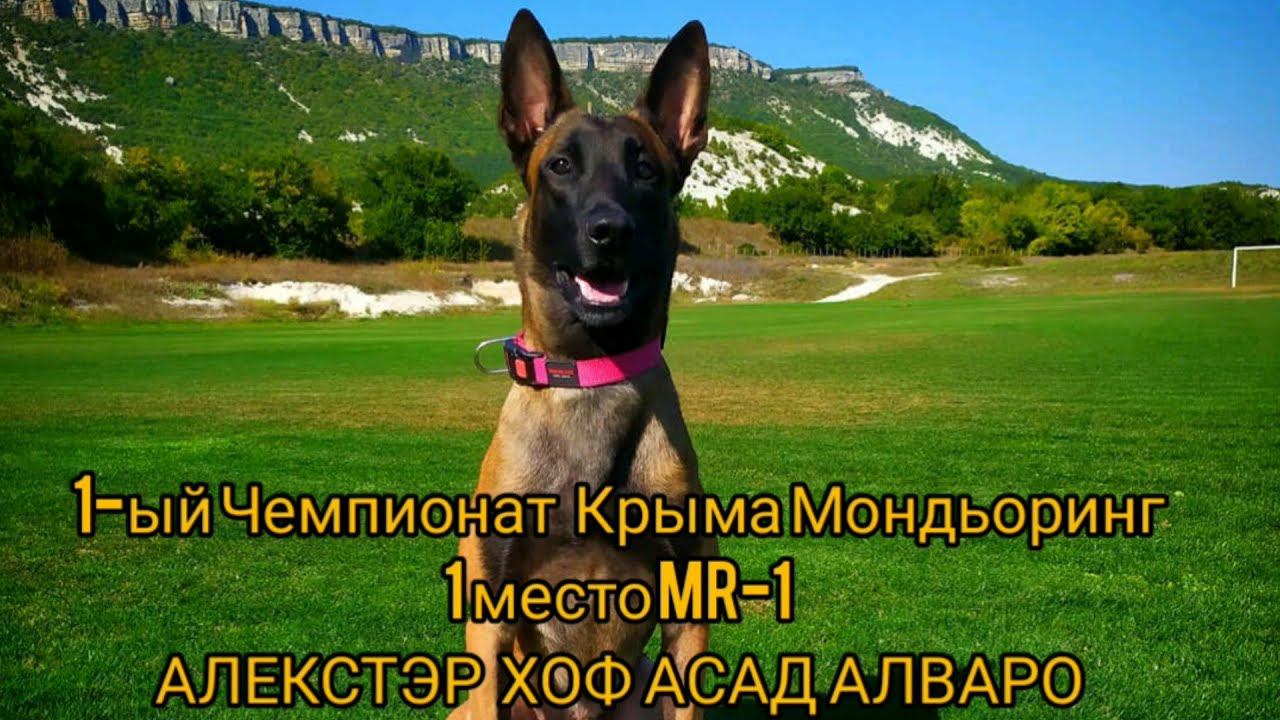 1-Крымский Чемпионат по мондьорингу