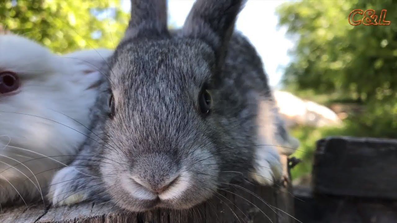Жизнь в белорусской деревне, Видео о домашних сельскохозяйственных животных