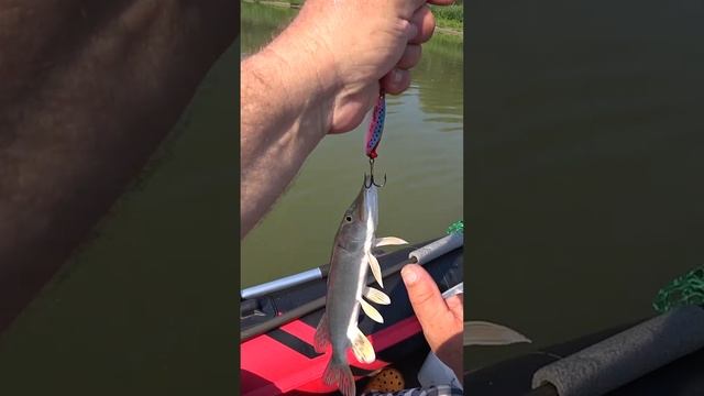 Поймал можно есть