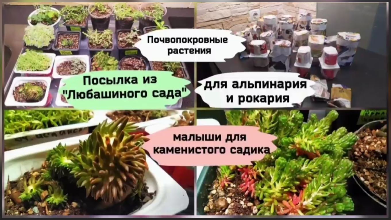 Почвопокровные растения для альпинария и рокария.Посылка из  "Любашиного сада" (май 2022 г.)