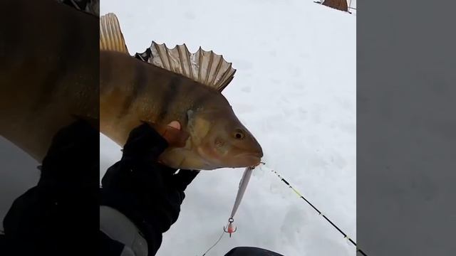 Отличный окушара.