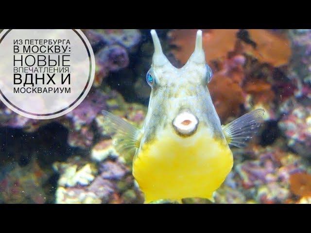 2018. Из Петербурга в Москву. Новые впечатления. ВДНХ и Москвариум