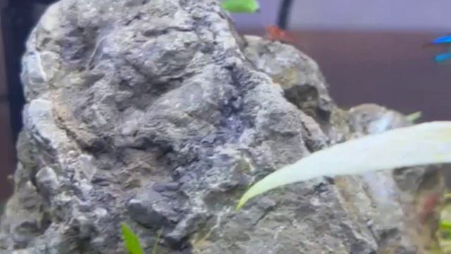 Реанимация аквариума 20 л.