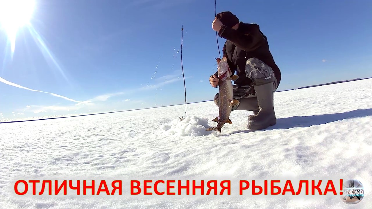 Зимняя рыбалка. Ловлю щуку и судака в подводном лесу дедовским методом