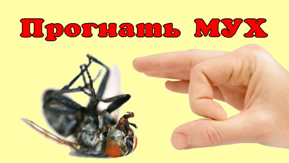 Как избавиться от мух в доме.