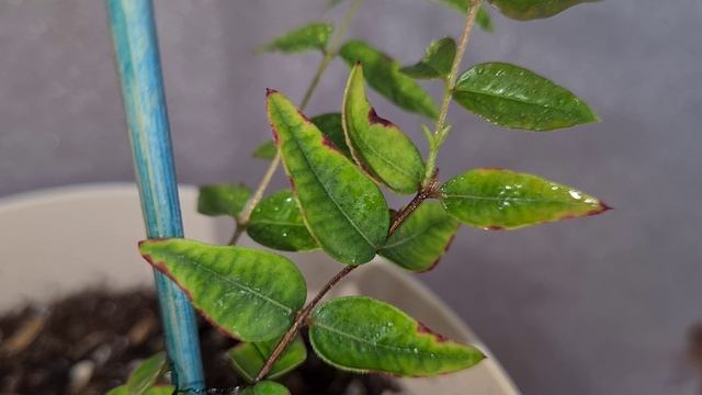 Мирт Австромиртус 5