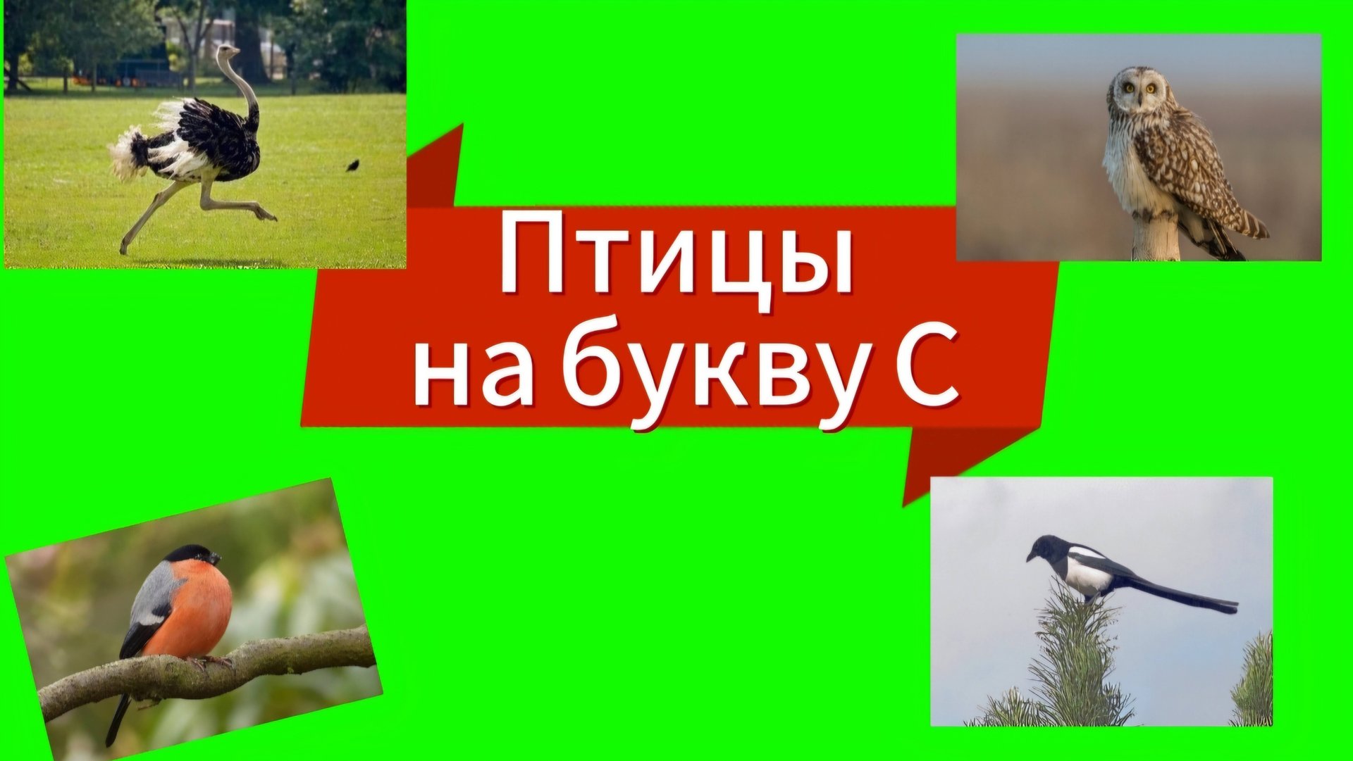 Птицы на букву С