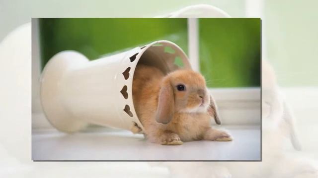 зайцы 2019 года