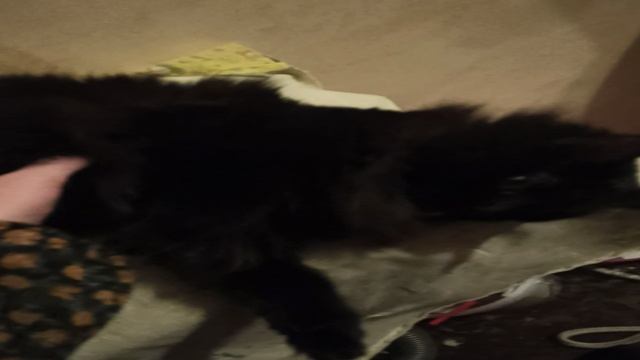 котэ кайфует