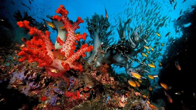 Медитация для детей «Коралловый лес»