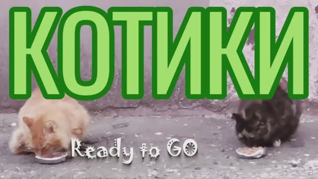 Котики - эксклюзив от Насти Гусевой