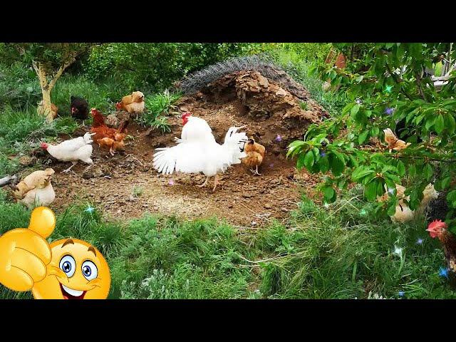 Куры хотят лета и я тоже