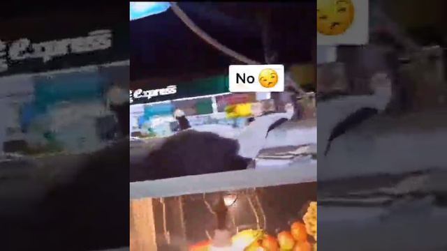 Как определить национальность кота