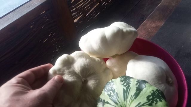 редкий сорт патиссонов - военный