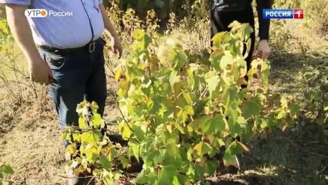 Подготовка к зиме.