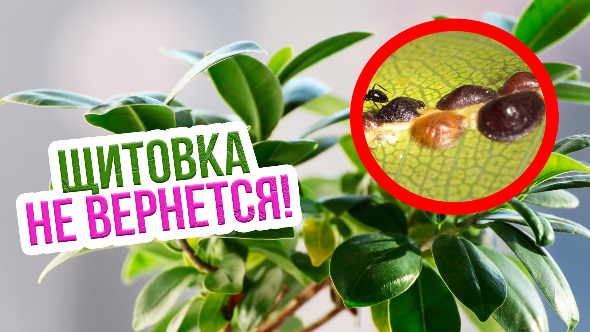 Меры борьбы с щитовкой на комнатных растениях. Как избавиться от щитовки на домашних растениях?