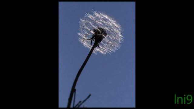 Пушистики Надежды Лавровой