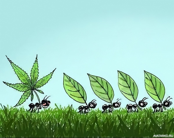 ?? Тем временем, муравьи в не фермы #Shorts   @ParaToxist  #AnToxist