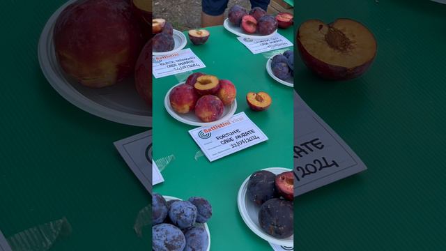 Обзор сливы .Часть 4