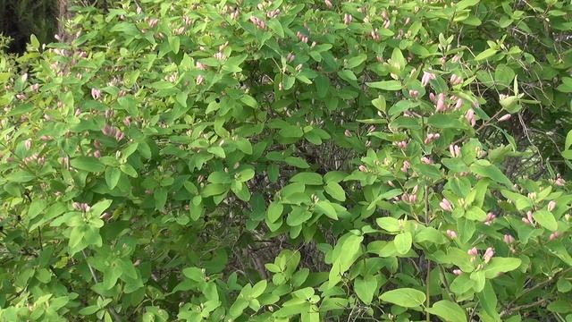 "Весна-красна"  Ир. Леонова  альбом "Лети перышко"