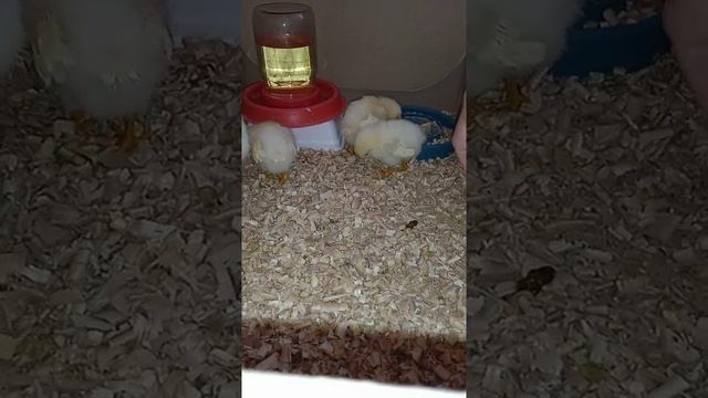 Растут как на дрожжах. Цыплята.