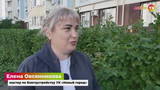 Содержание и уход за элементами озеленения и благоустройства