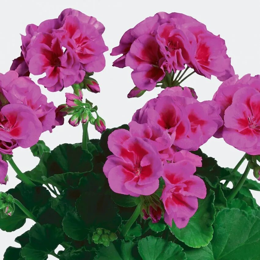 Посеяла пеларгонии,герань. Сухой почвобрикет из Фикс-Прайса.