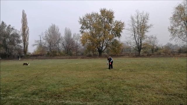 FrisbeeМанія2019   Ольга австралийская овчарка Астер.mp4