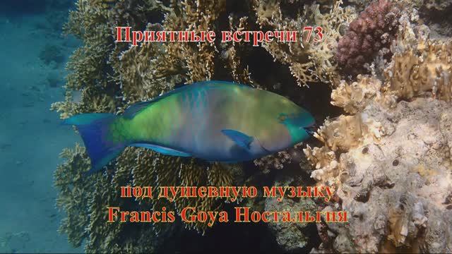 Приятные встречи 73 Попугай ржавый скар Он и Она под душевную музыку Francis Goya Ностальгия