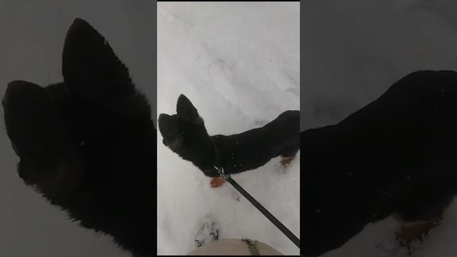 Не послушный Джеймс