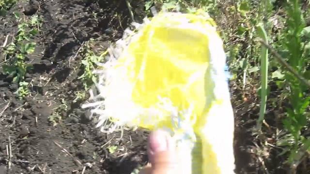 Повилика. Растение-паразит. |Cūscuta| Опасно!