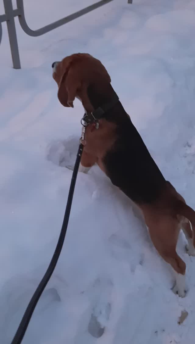 Бигль Савва решил продуть меха ... лает куда-то туда )))