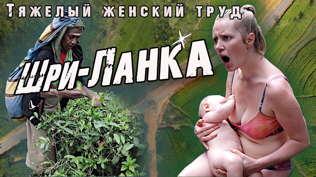 Развод в гостинице на Шри-Ланке. Сбор чая на плантации. Дорога на водохранилище Маскелия.