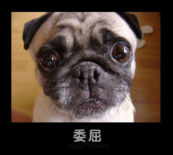 Фотообзор: Эмоции у животных