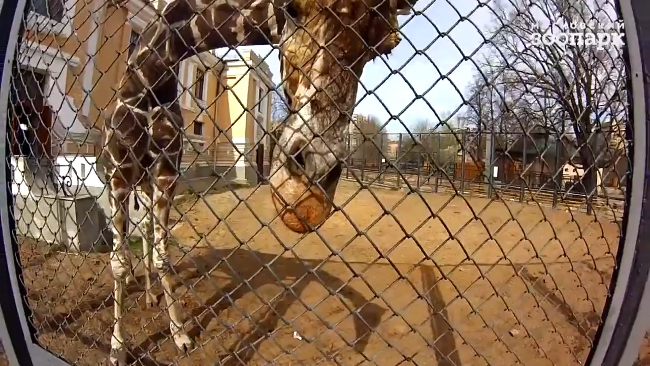 ЖИРАФ САМСОН / GIRAFFE SAMSON