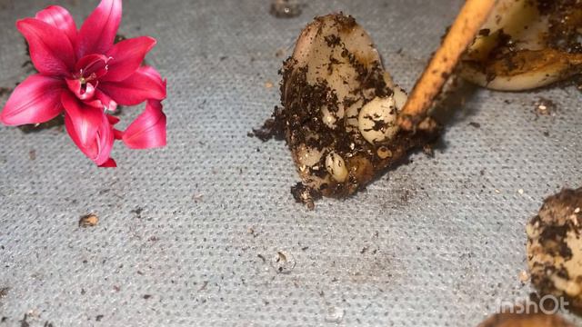 Размножение лилий 💯