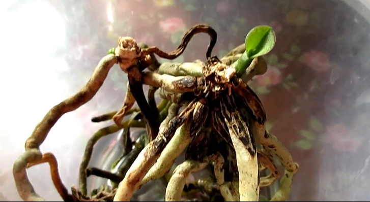 Орхидеи. Лучший метод размножение корнями.Часть 2.  Orchids. Reproduction by roots. Part 2.mp4