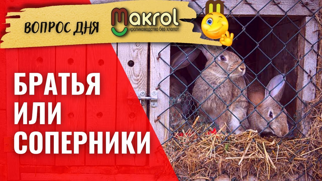 ???До скольки месяцев могут жить вместе самцы кроликов #Макрол #Макляк
