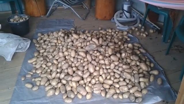 Картофель королева Анна..mp4