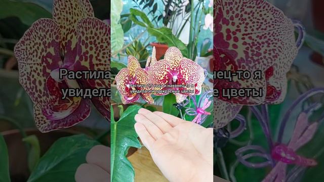 Впервые любуюсь😍 #фаленопсис Жёлтый леопард/Yellow Leopard🌿 #цветы #орхидеи #растения #shorts