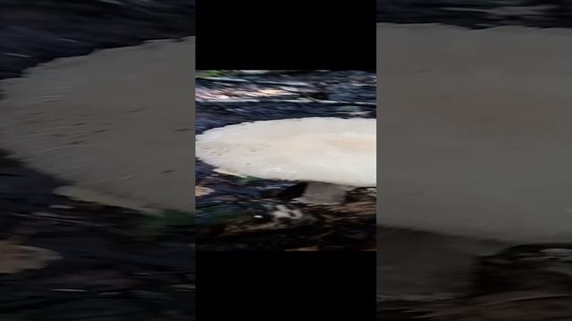 Странный гриб 2