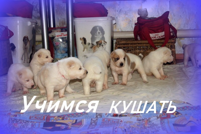 Учимся кушать. Щенкам Алабайкам 19 дней.