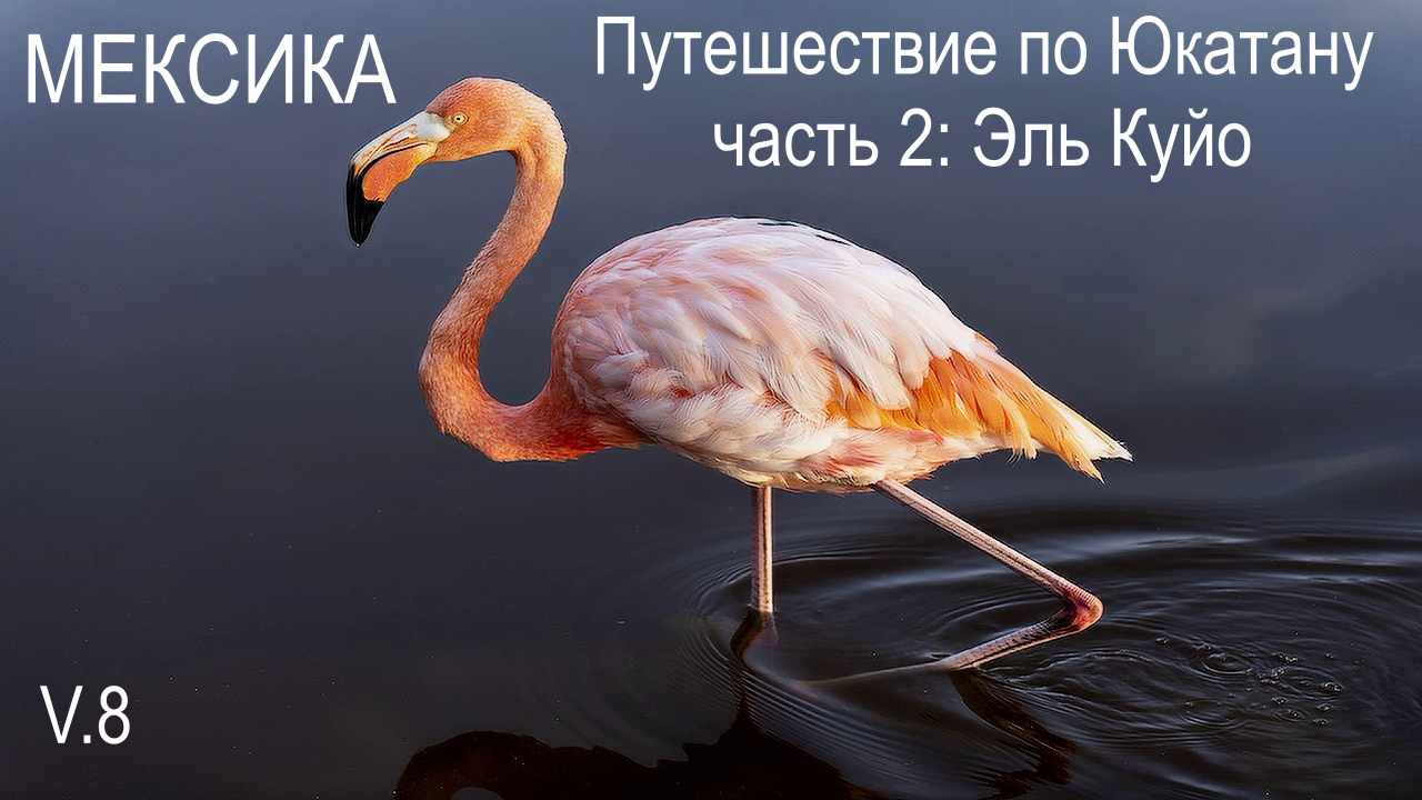 8. Мексика. Путешествие из Вальядолида в Эль Куйо. Часть 2. Заповедник фламинго