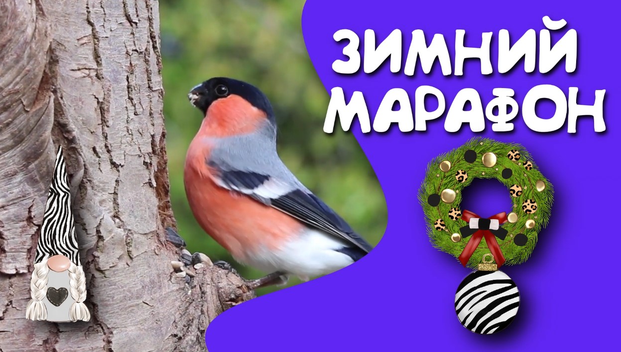 1-3 Футажи Птицы и набор Гепард Рождественский для вашего проекта