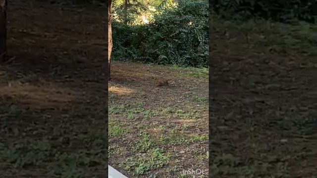 Белка в парке.