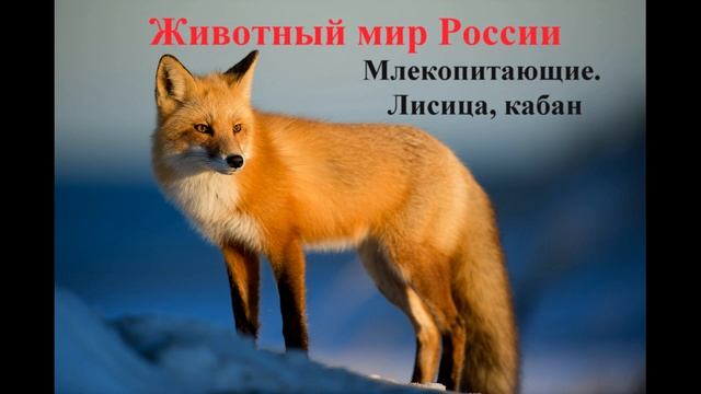 Млекопитающие. Лисица, кабан