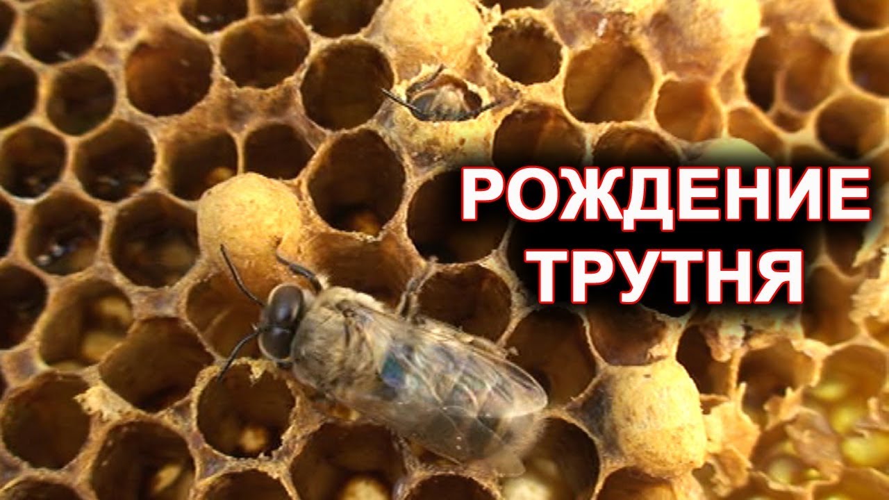 Рождение мальчиков в пчелиной семье. Трутень.