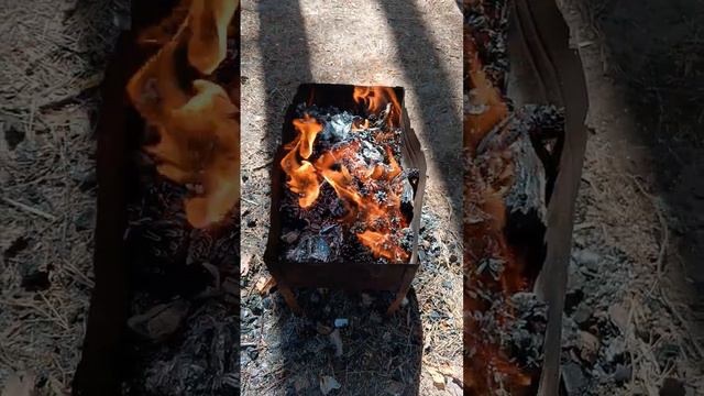 Шишки сосновые горят